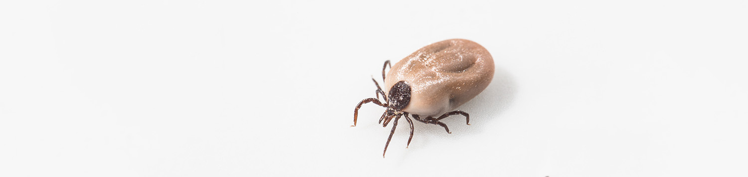 Ticks - Carriers of Dangerous Diseases - Select Exterminating