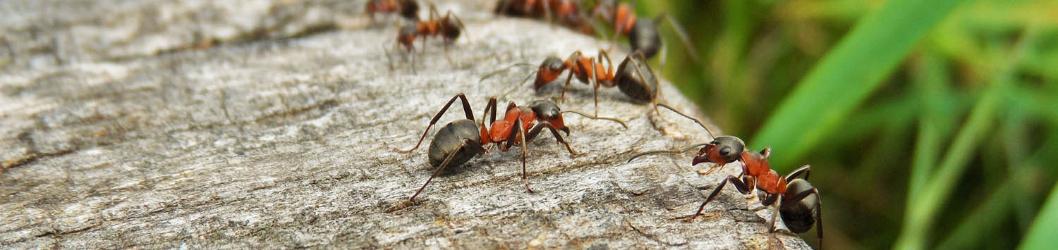 Ants - Ant Control Services - Ant Extermination - Select Exterminating