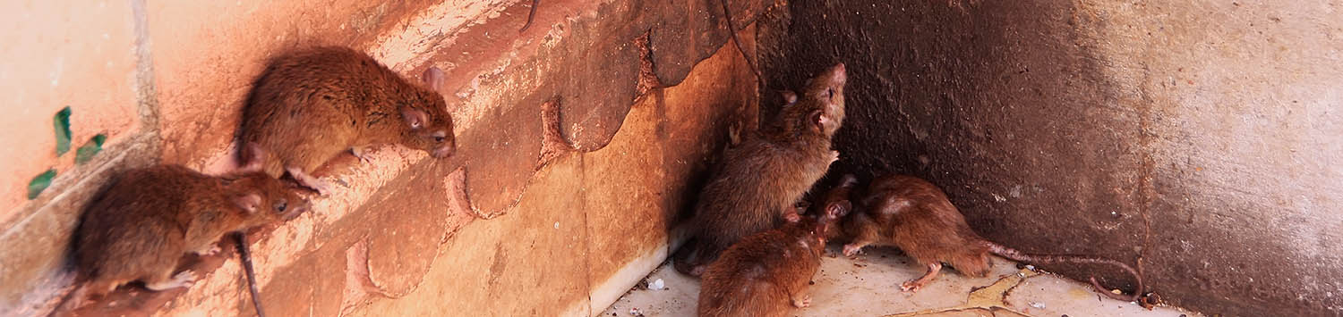 Pest Management Plans - Year Round Protection - Select Exterminating