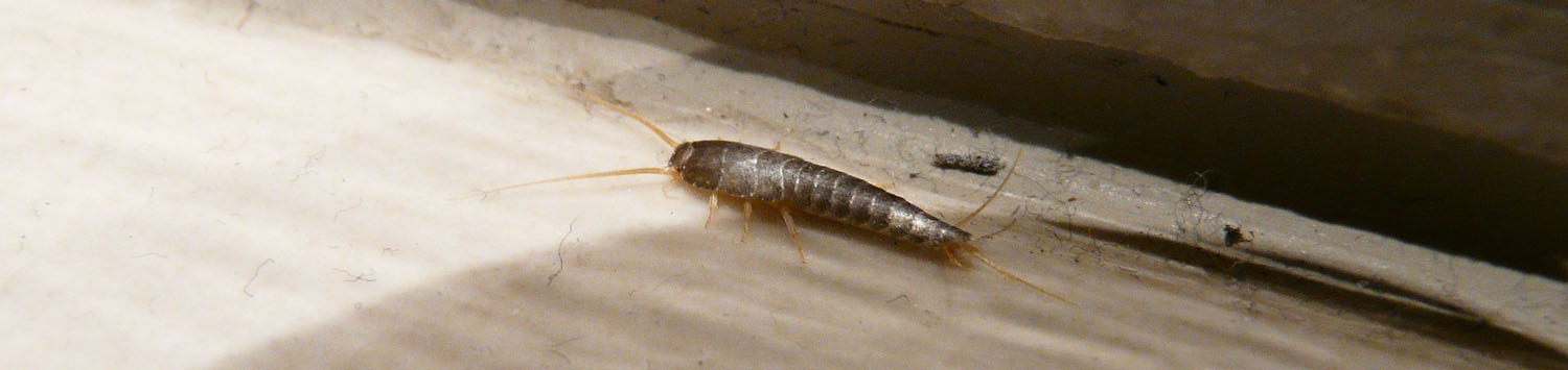 Silverfish Infestation, Elimination - Select Exterminating