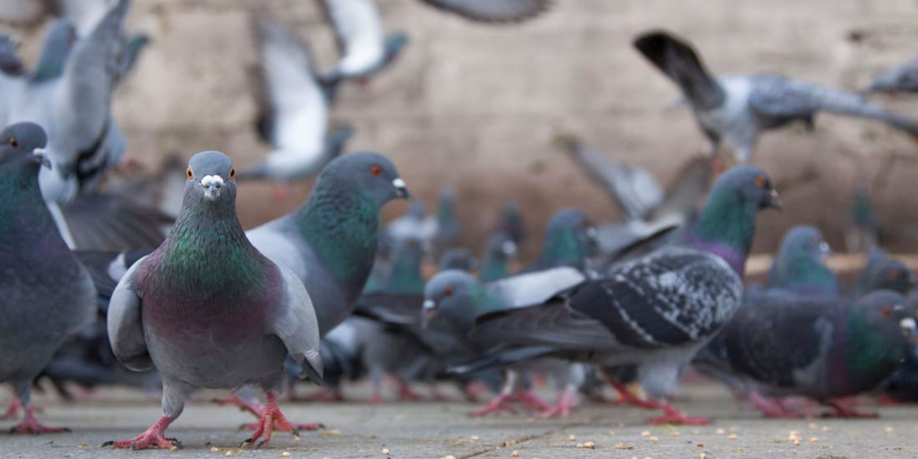 Bird Control - Select Exterminating